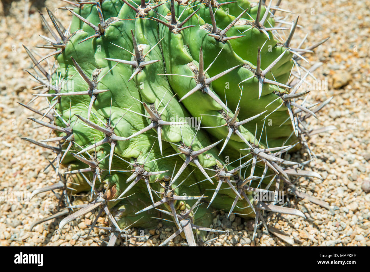 Close up cactus growth in garden Stock Photo - Alamy