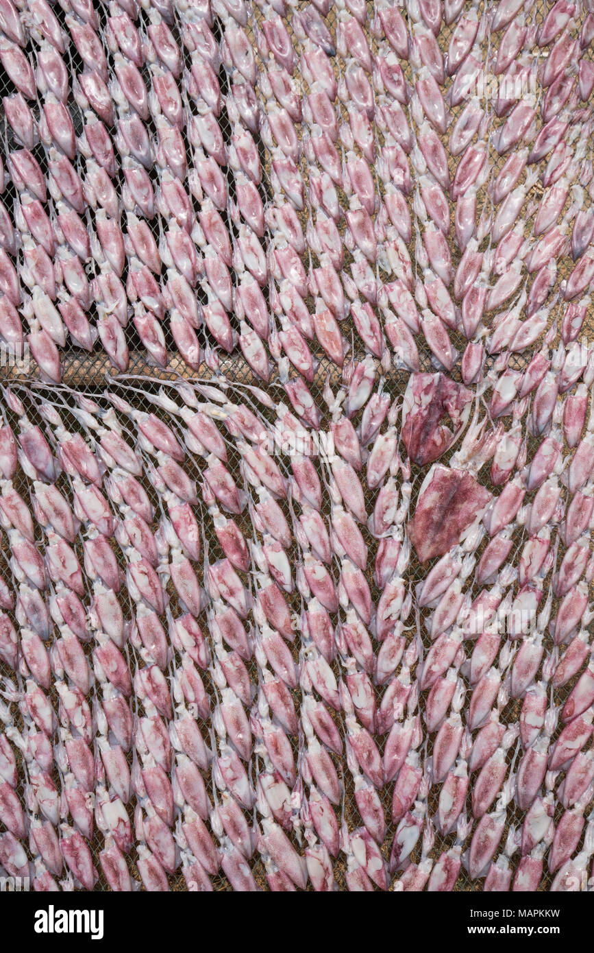 Dried squid farm on net , wide shot Stock Photo - Alamy