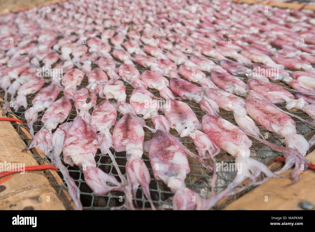 Dried squid farm on net , wide shot Stock Photo - Alamy