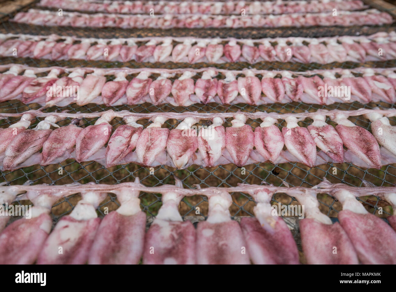 Dried squid farm on net , wide shot Stock Photo - Alamy