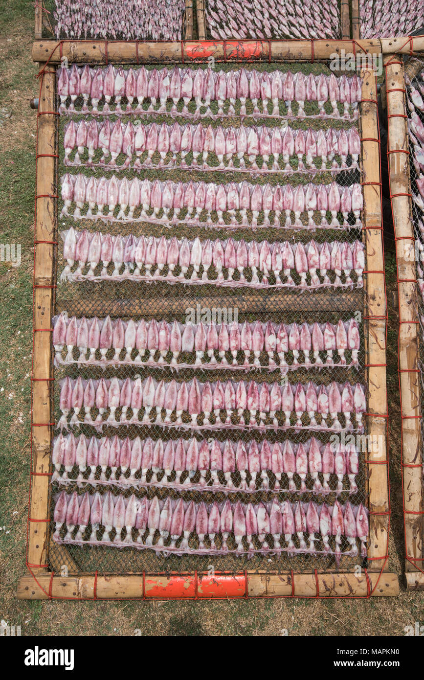 Dried squid farm on net , wide shot Stock Photo - Alamy