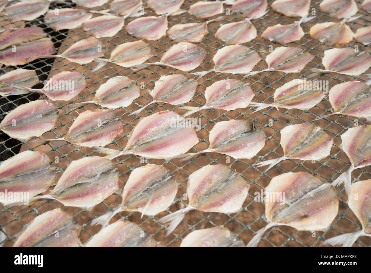Mackerel, fish dried from sunlight , food in Thailand Stock Photo - Alamy