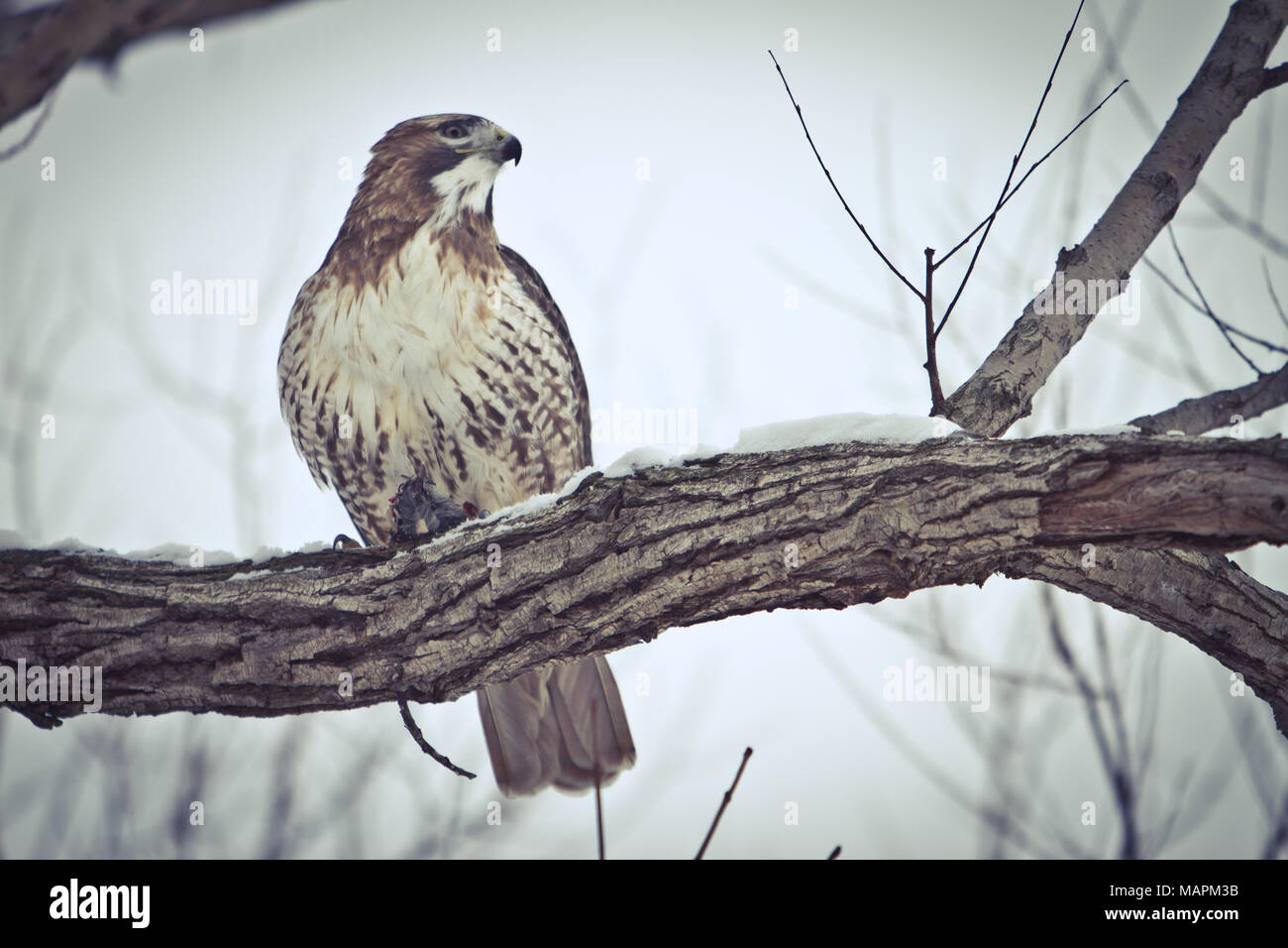 Red Tailed Hawk Perched Stock Photos & Red Tailed Hawk Perched Stock ...