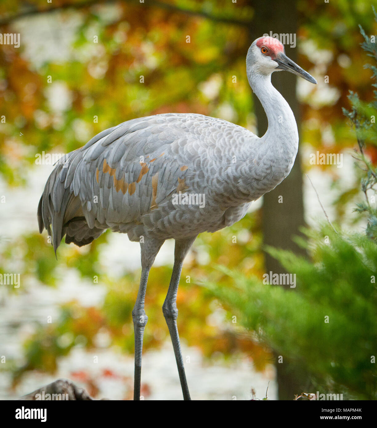 A sandhill crane looking for food in the grass, in a metropark in ...