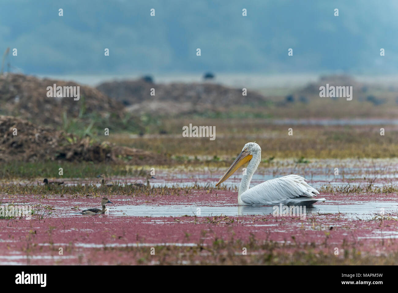 Pelican swimming in water Stock Photo - Alamy
