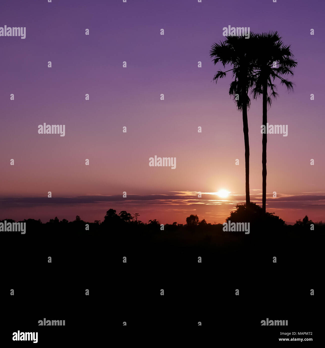 coconut tree on sunset background Stock Photo - Alamy