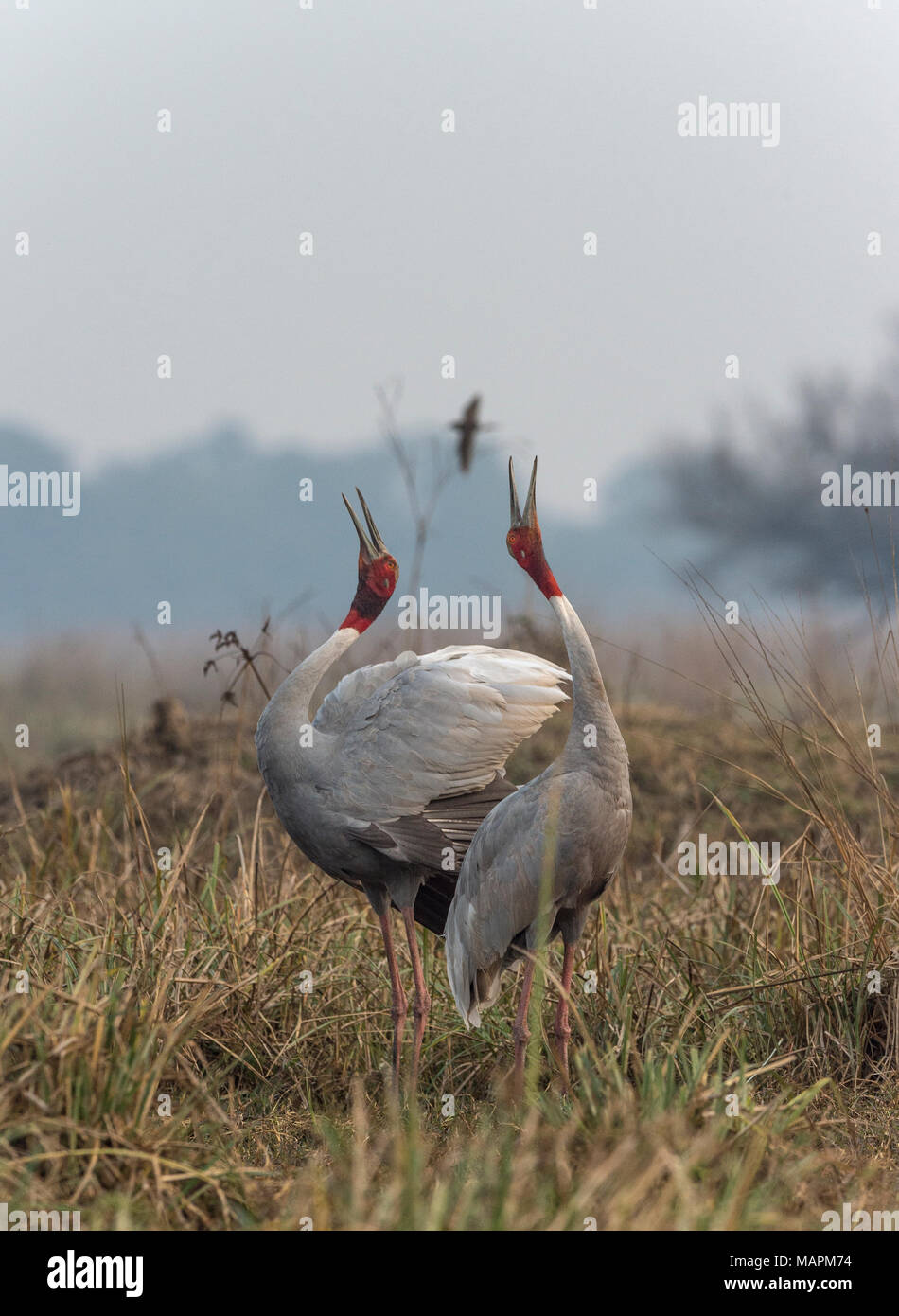 Migratory sarus crane hi-res stock photography and images - Alamy