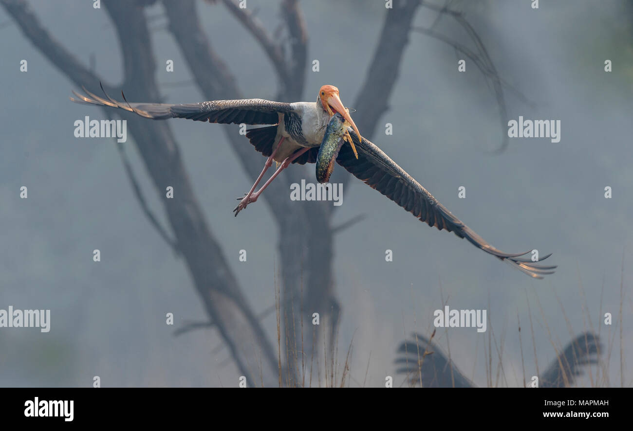 Painted stork with fish in his mouth Stock Photo - Alamy