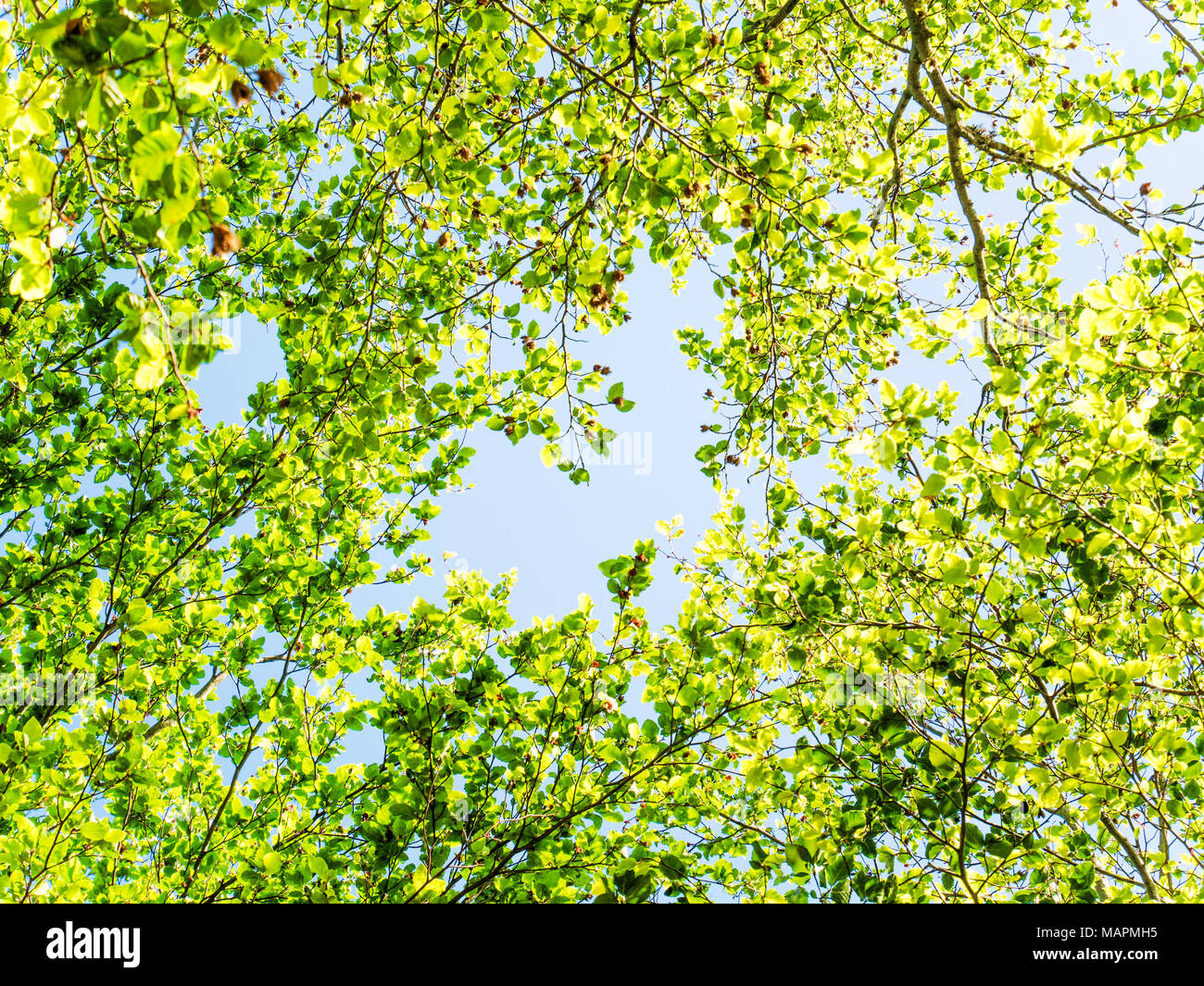 Spring tree branch hi-res stock photography and images - Alamy