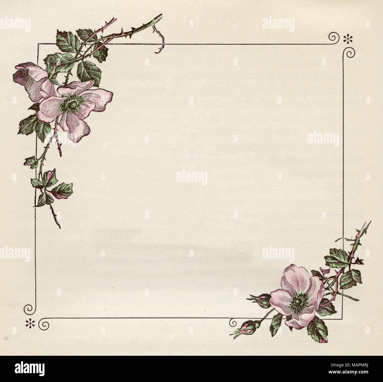 Illustrations of wild roses hi-res stock photography and images - Alamy