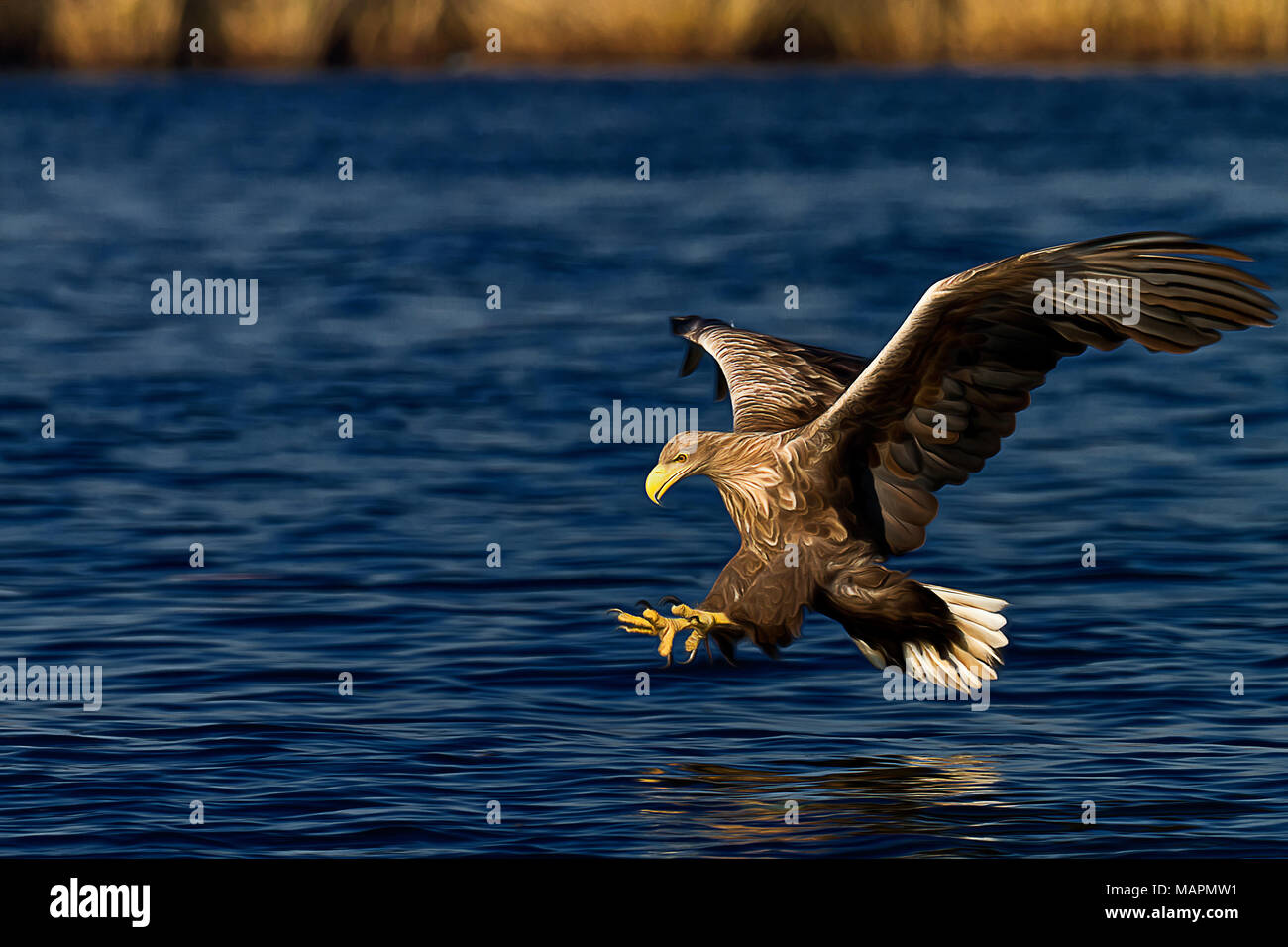 Eagle vector hi-res stock photography and images - Alamy