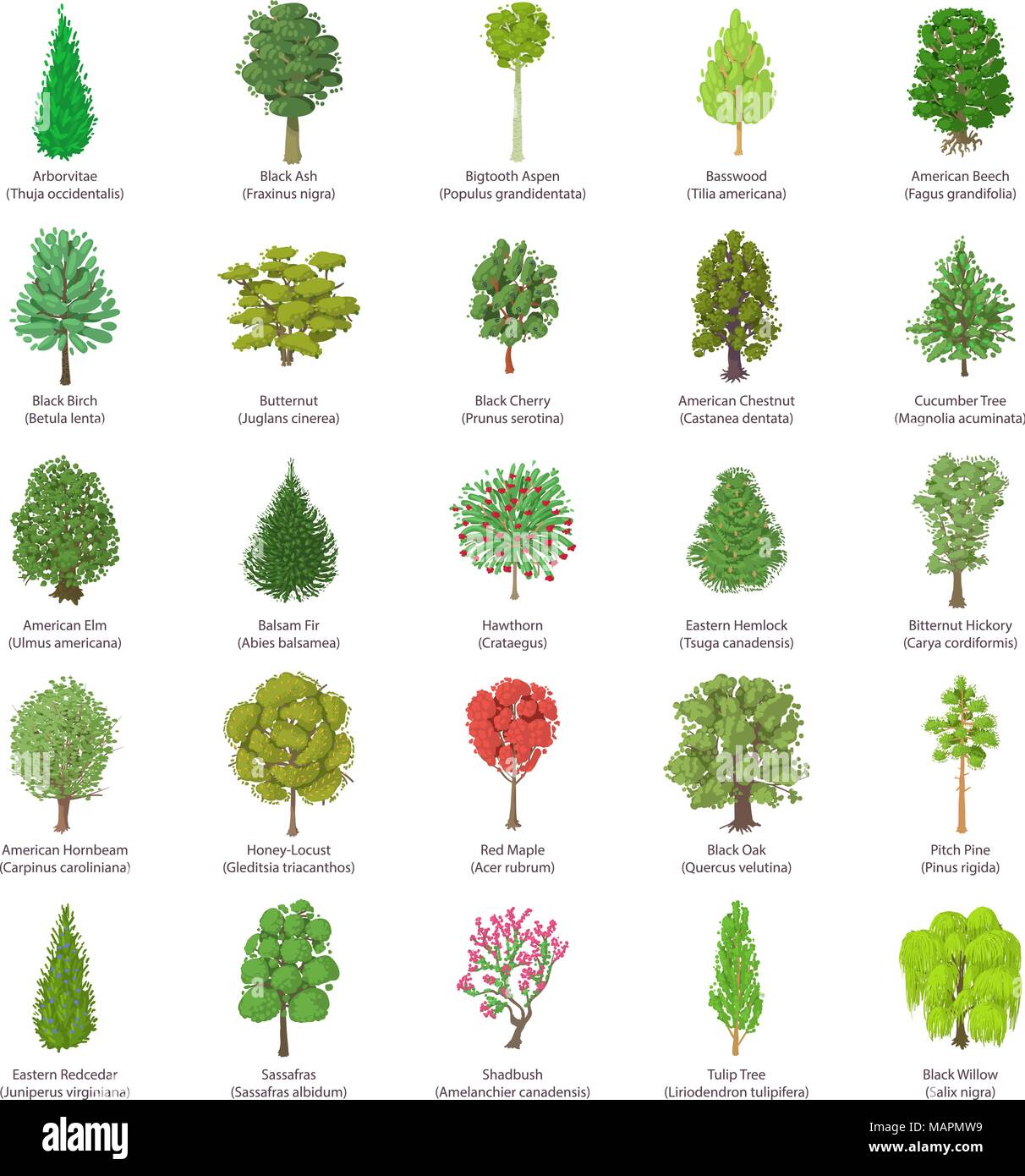 Tree types icons set, isometric style Stock Vector Image & Art - Alamy