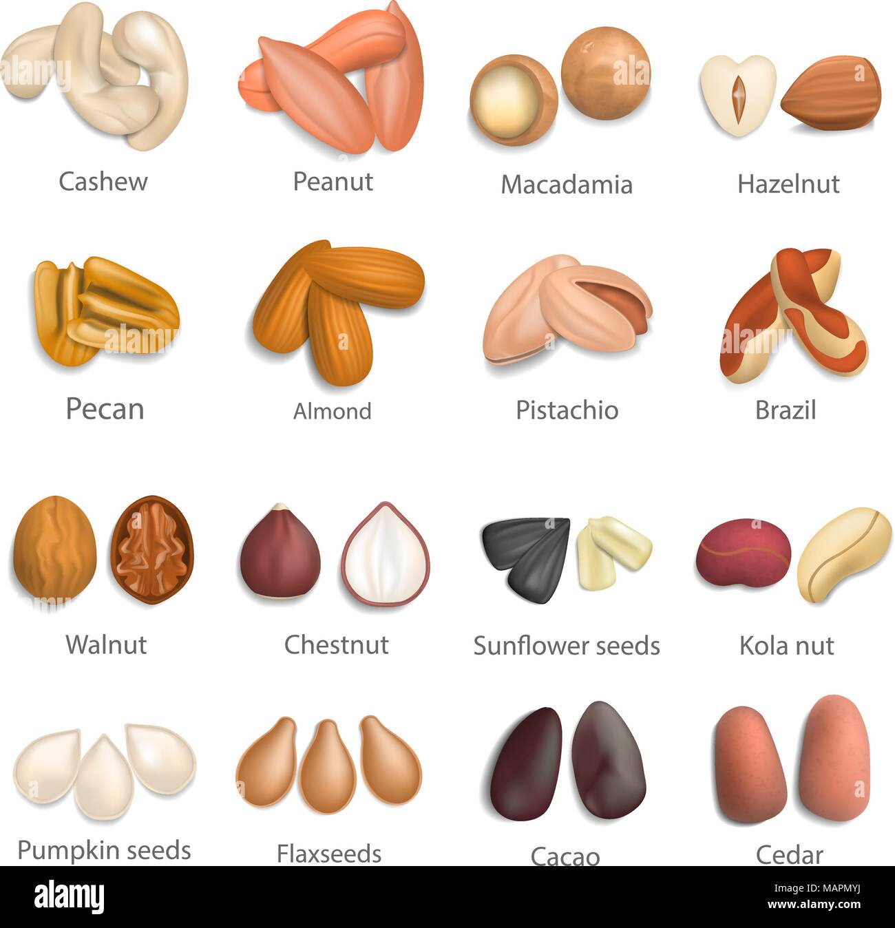 Nut types signed names mockup set, realistic style Stock Vector Image ...