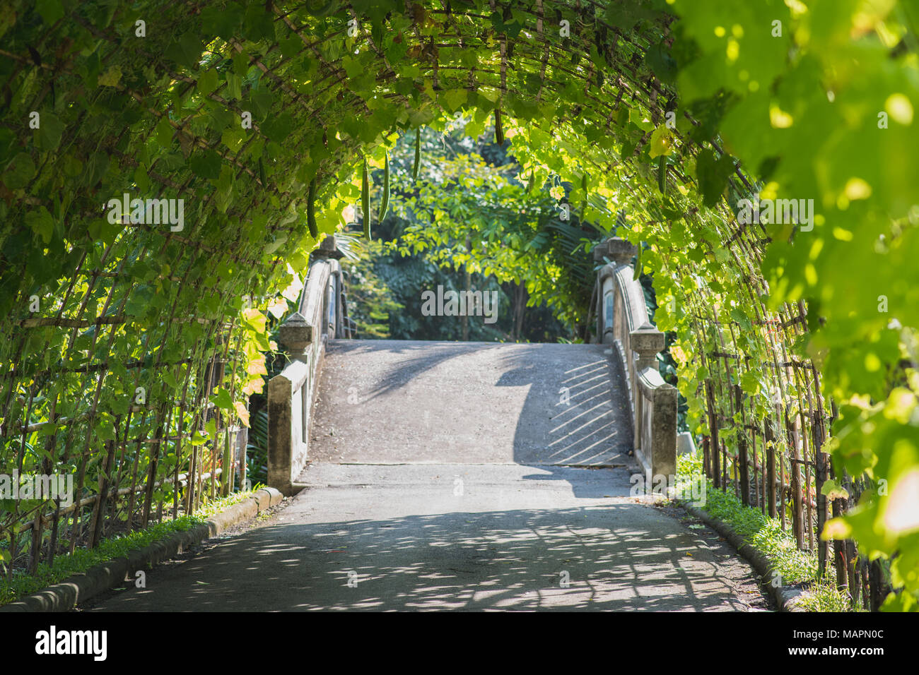 Gourd Garden Arches