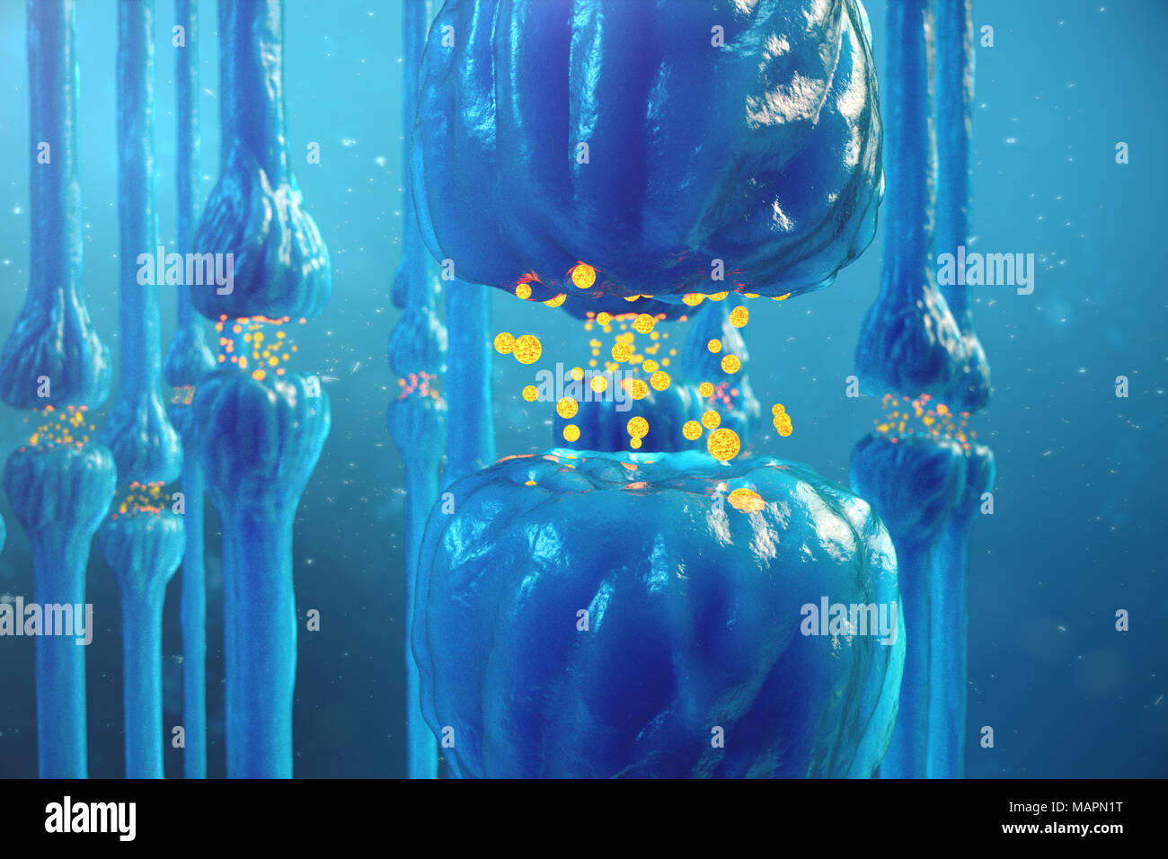 Synaptic transmission, human nervous system. Brain synapses ...