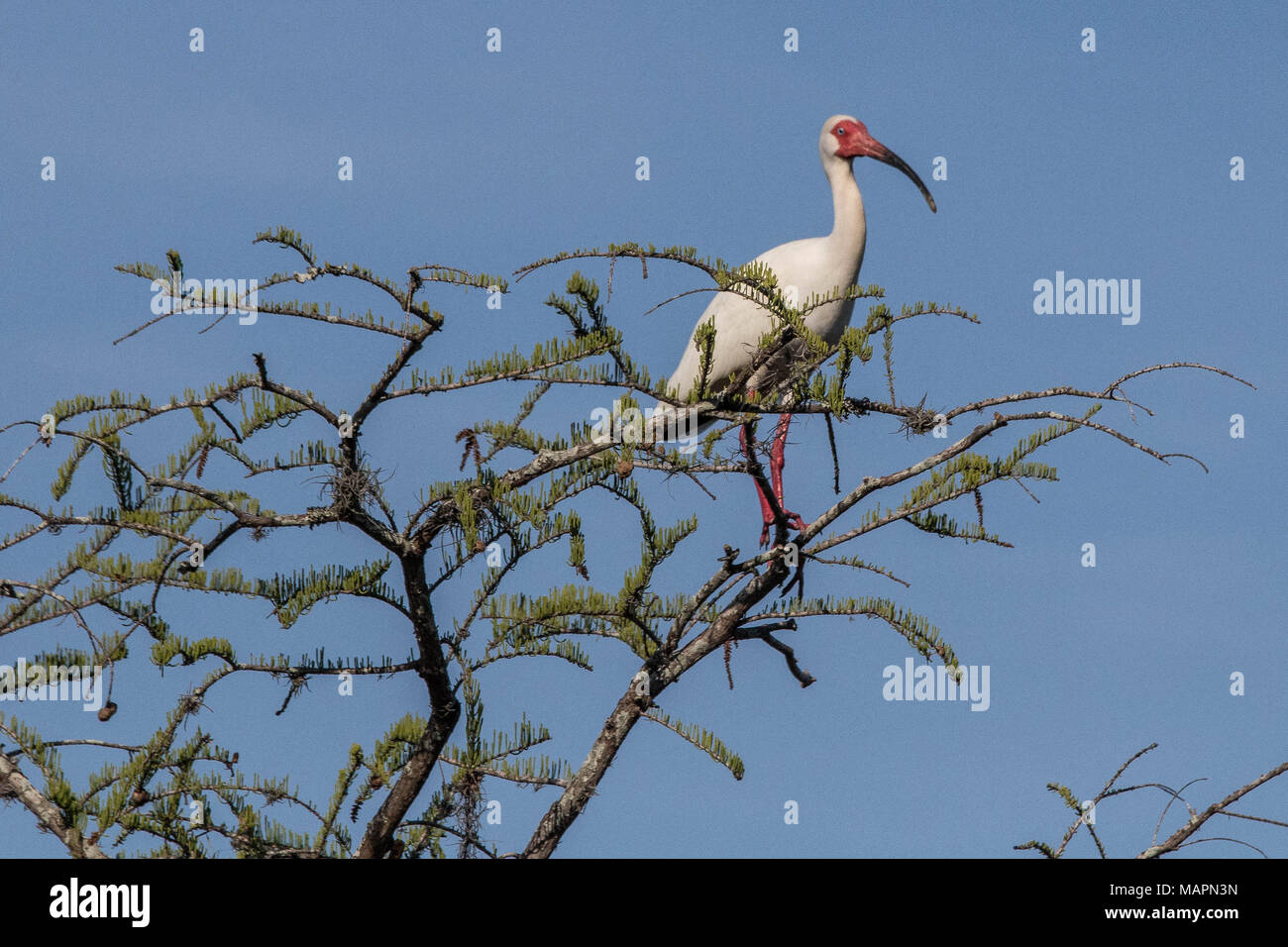 White ibis mating hi-res stock photography and images - Alamy