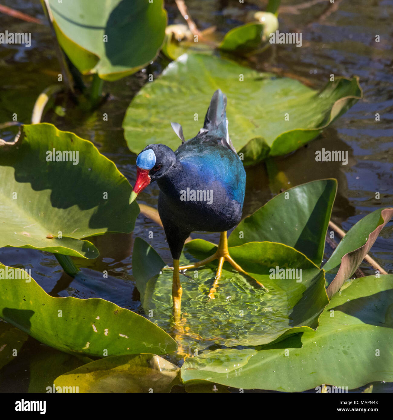 Lily pad bird hi-res stock photography and images - Alamy