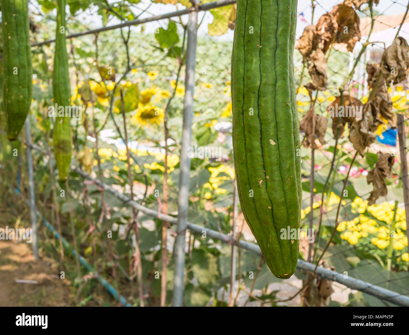 Winter melon ash gourd hi-res stock photography and images - Alamy