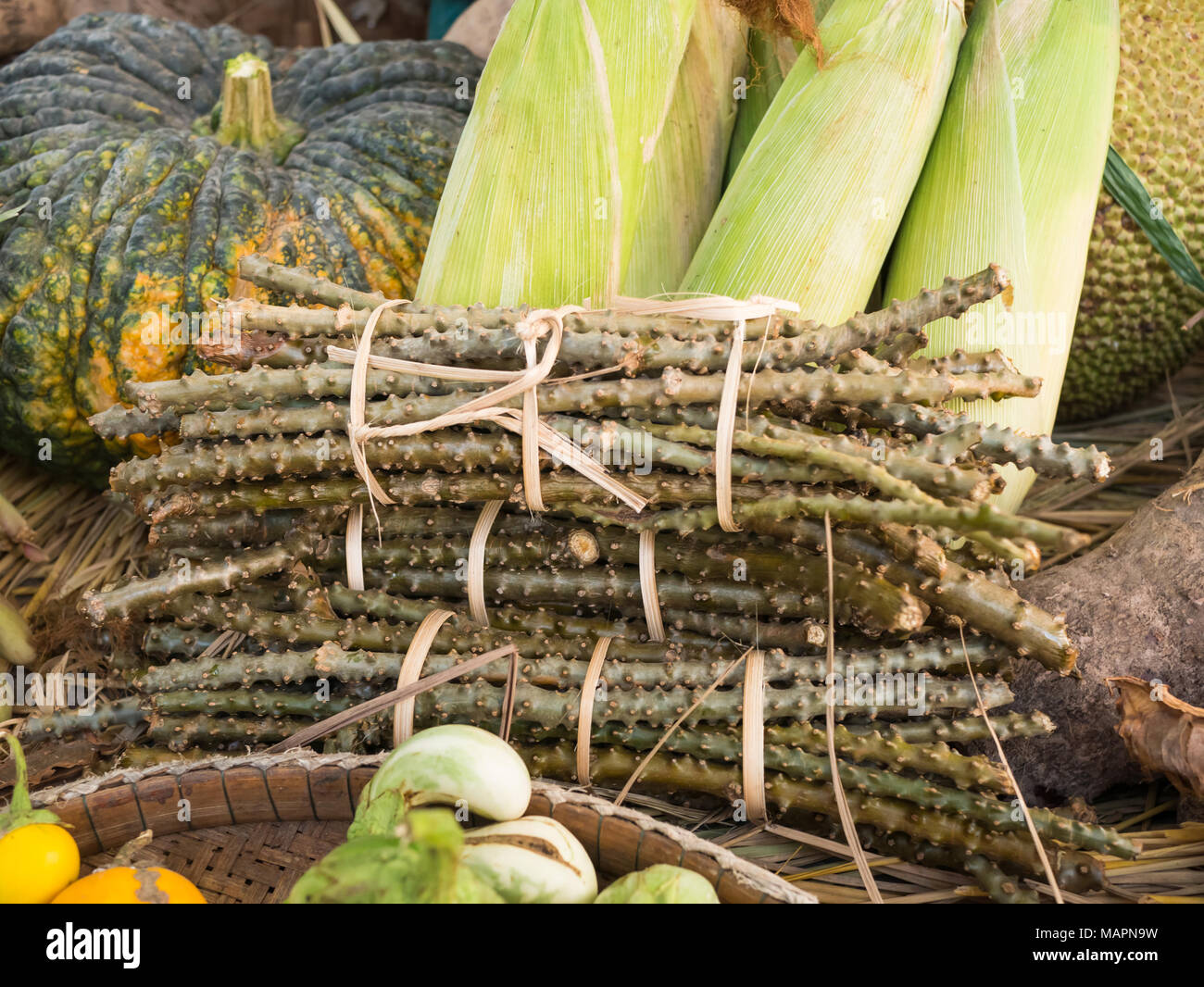 Tinospora hi-res stock photography and images - Alamy