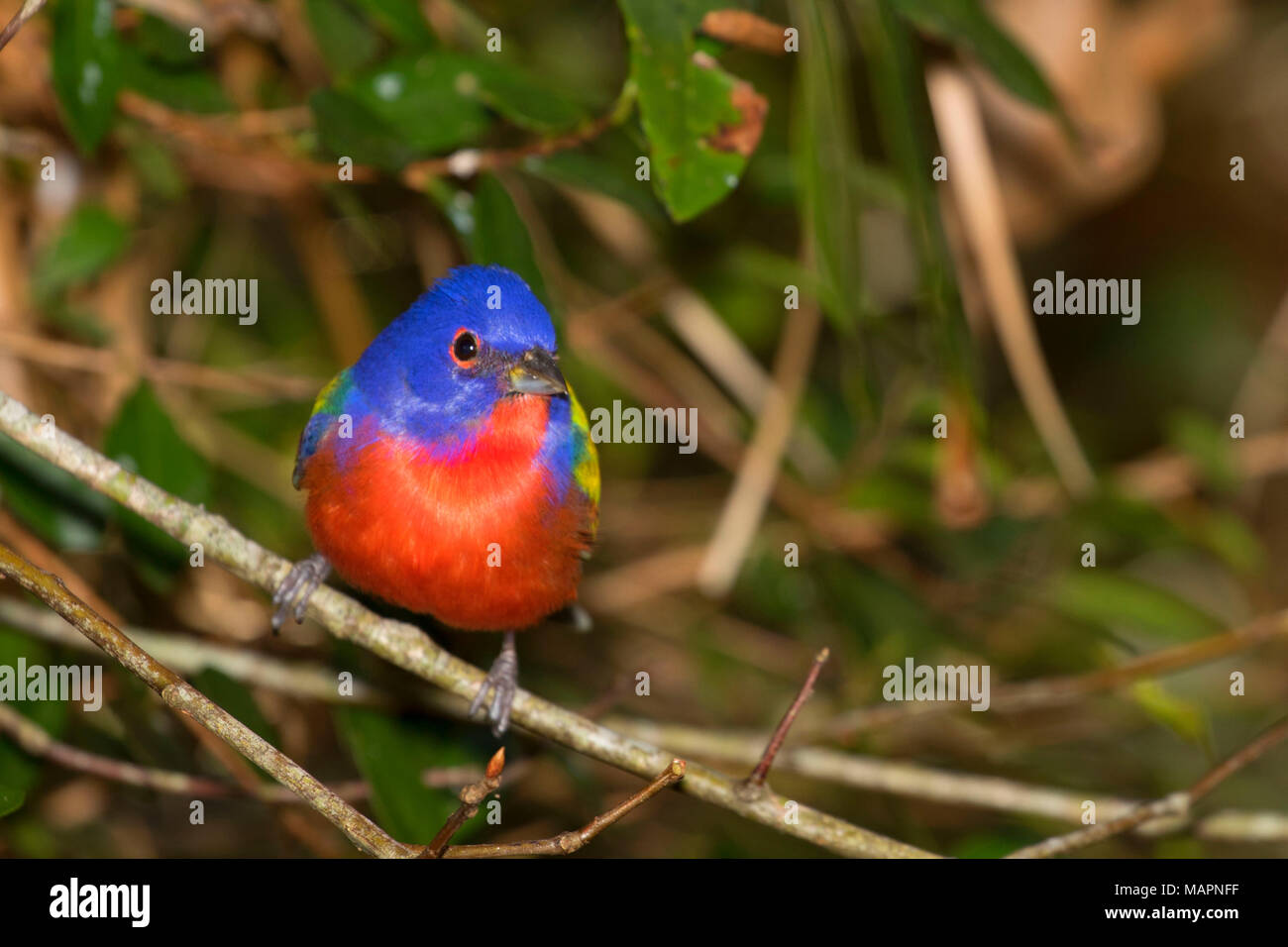 Painted bunting (Passerina ciris), Merritt Island National Wildlife ...