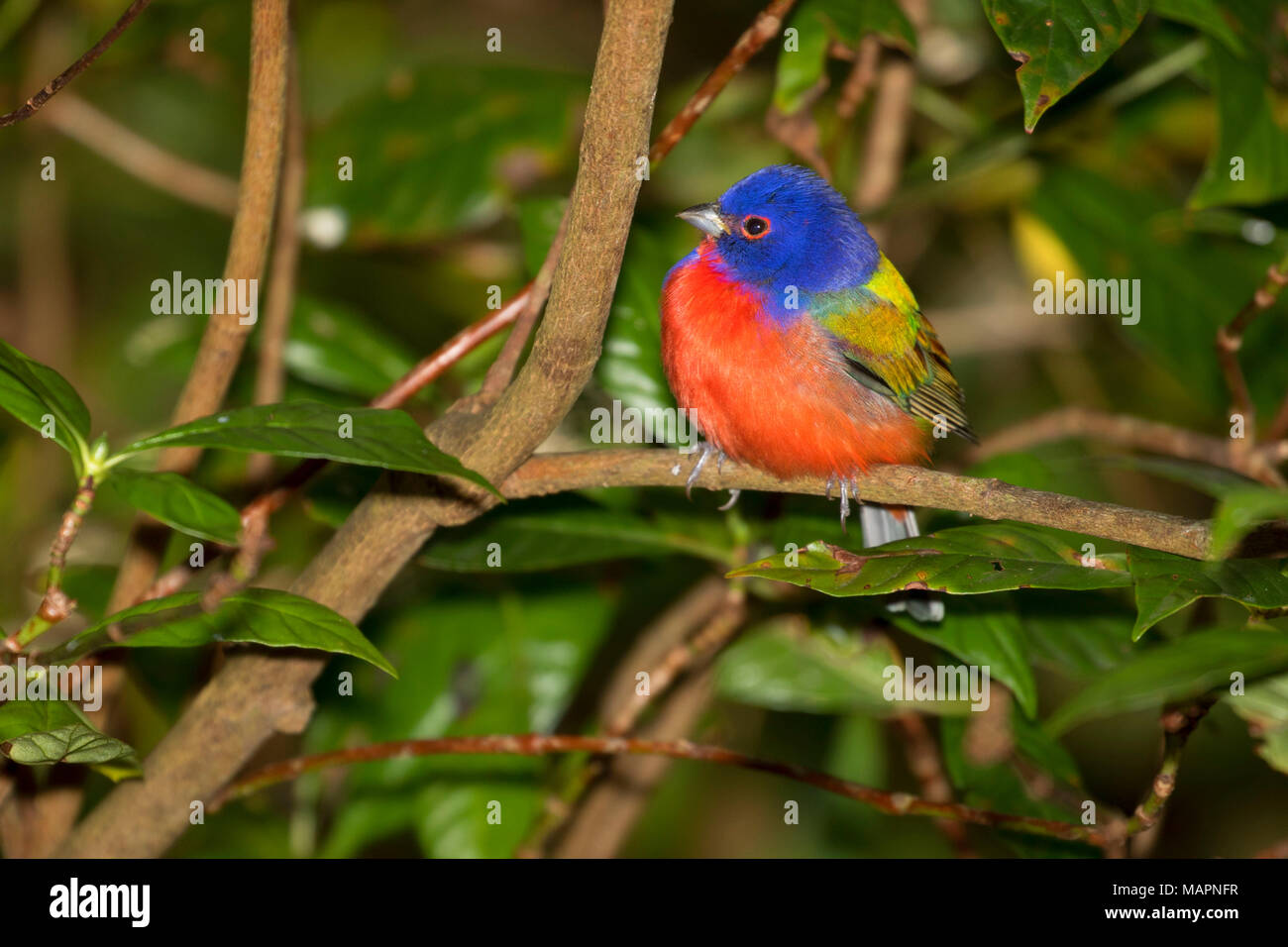 Painted bunting (Passerina ciris), Merritt Island National Wildlife ...