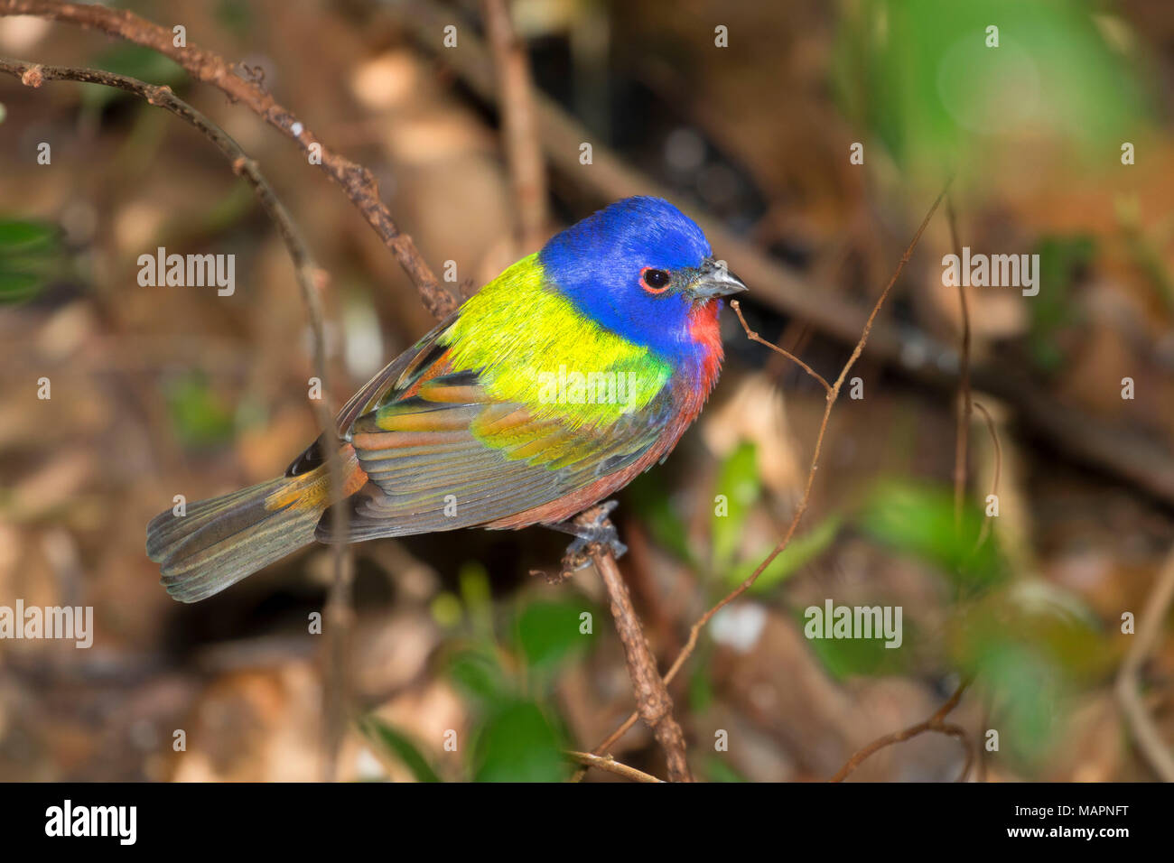 Painted bunting (Passerina ciris), Merritt Island National Wildlife ...