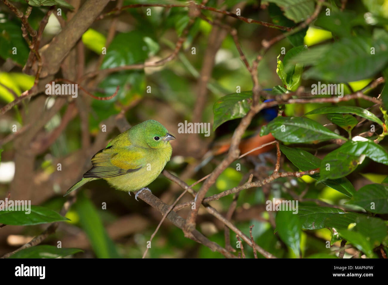 Painted bunting (Passerina ciris), Merritt Island National Wildlife ...