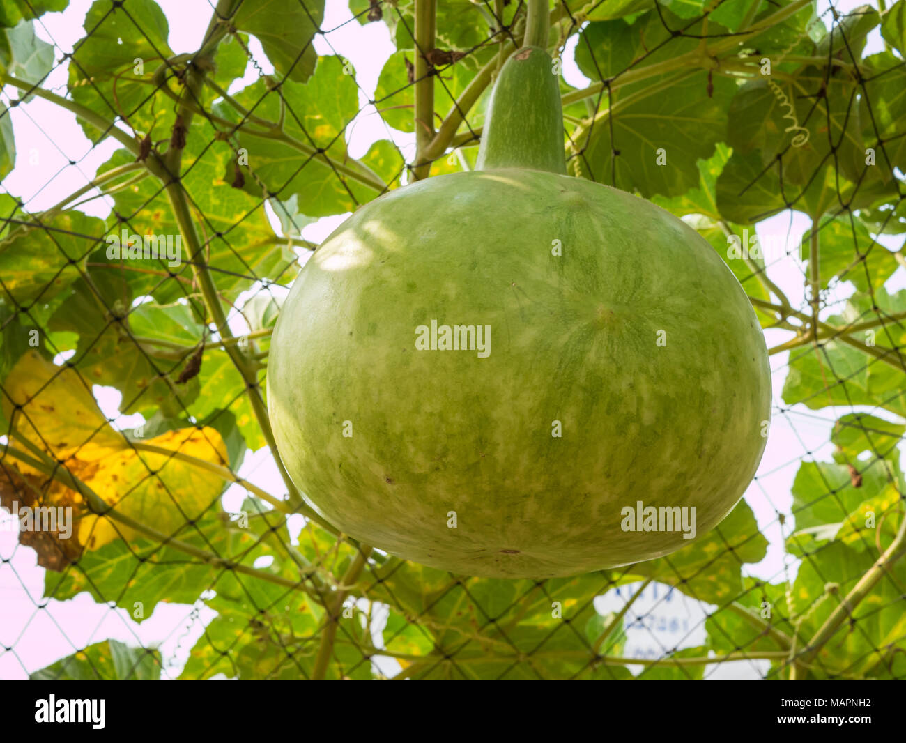 Green gourd hi-res stock photography and images - Alamy