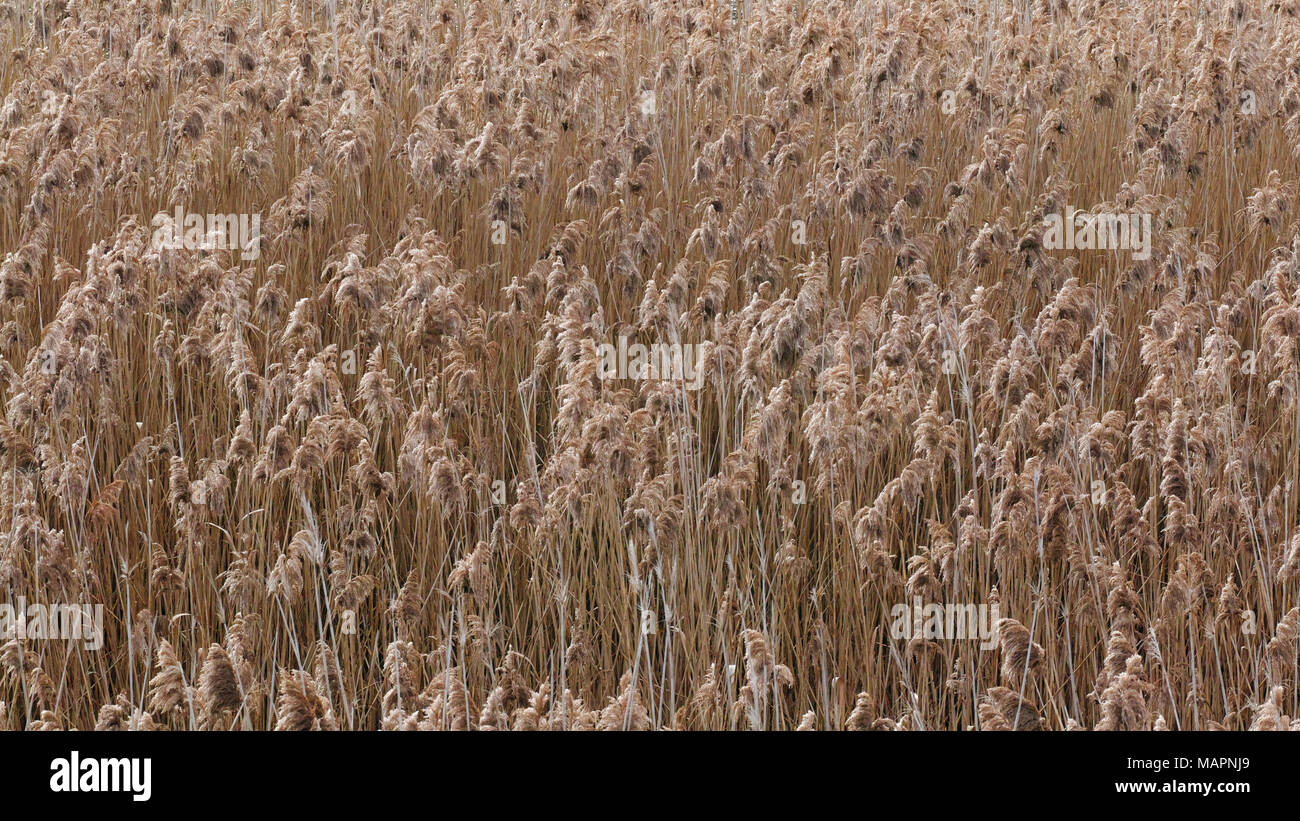 many common reed plants with their flower spikes, in winter, on the ...
