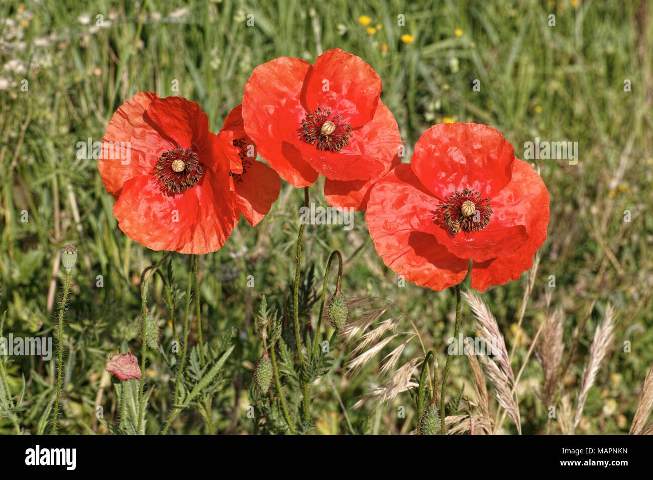 common poppy flowers Stock Photo - Alamy