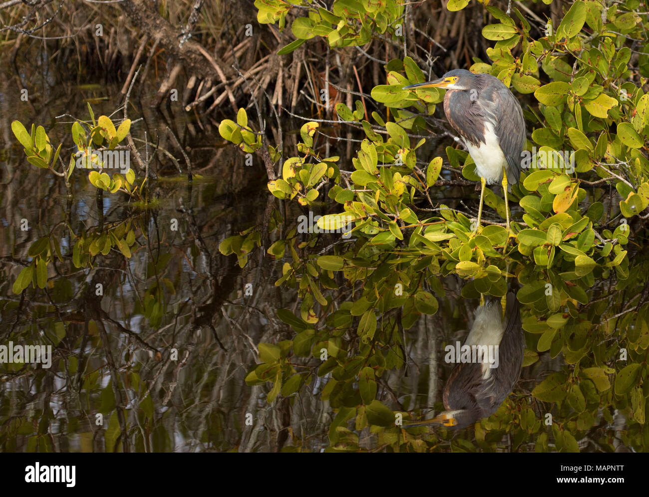Tricolored heron (Egretta tricolor), Merritt Island National Wildlife ...