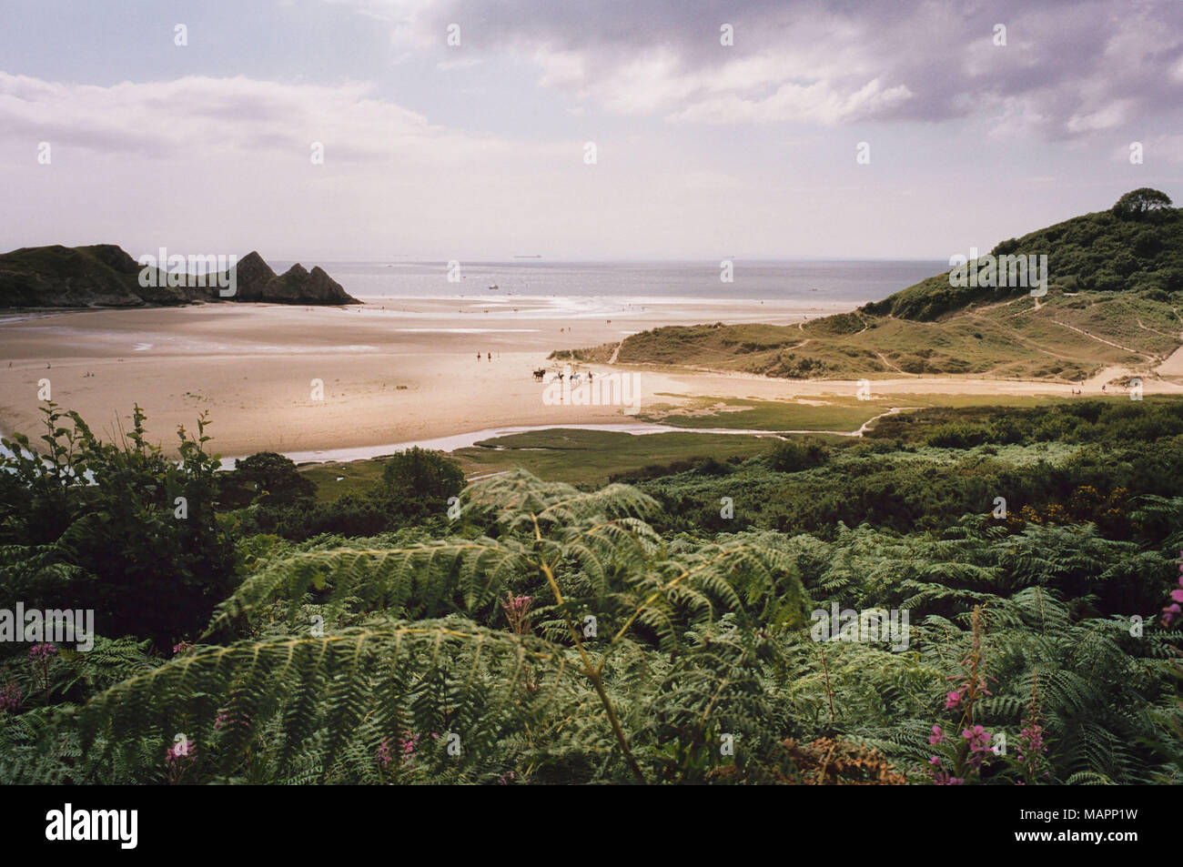 Gower peninsula horses hi-res stock photography and images - Alamy