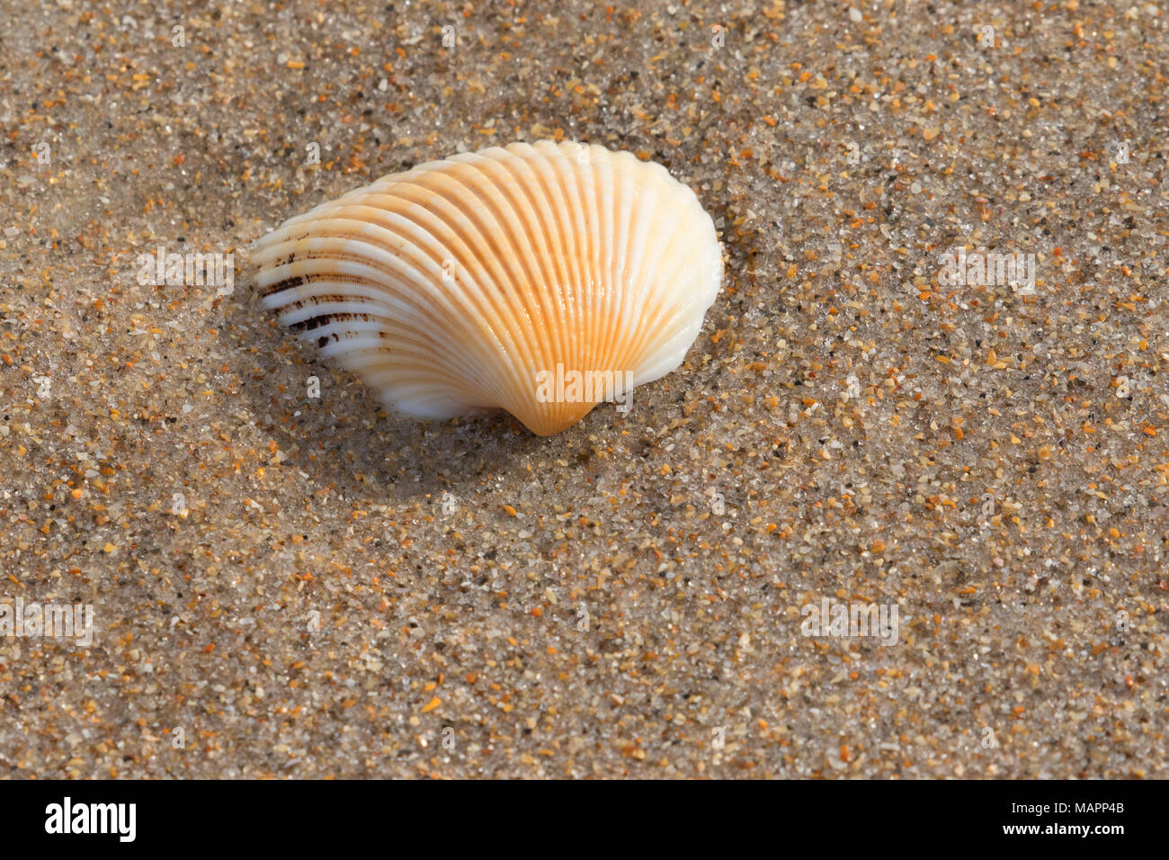 Shell on beach, Canaveral National Seashore, Florida Stock Photo - Alamy