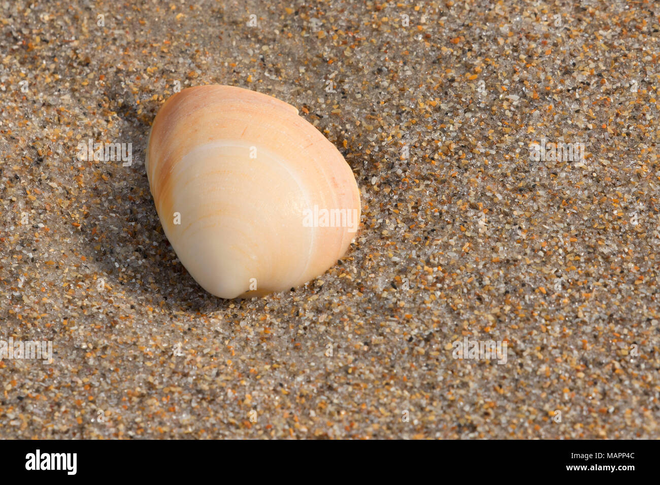 Shell on beach, Canaveral National Seashore, Florida Stock Photo - Alamy