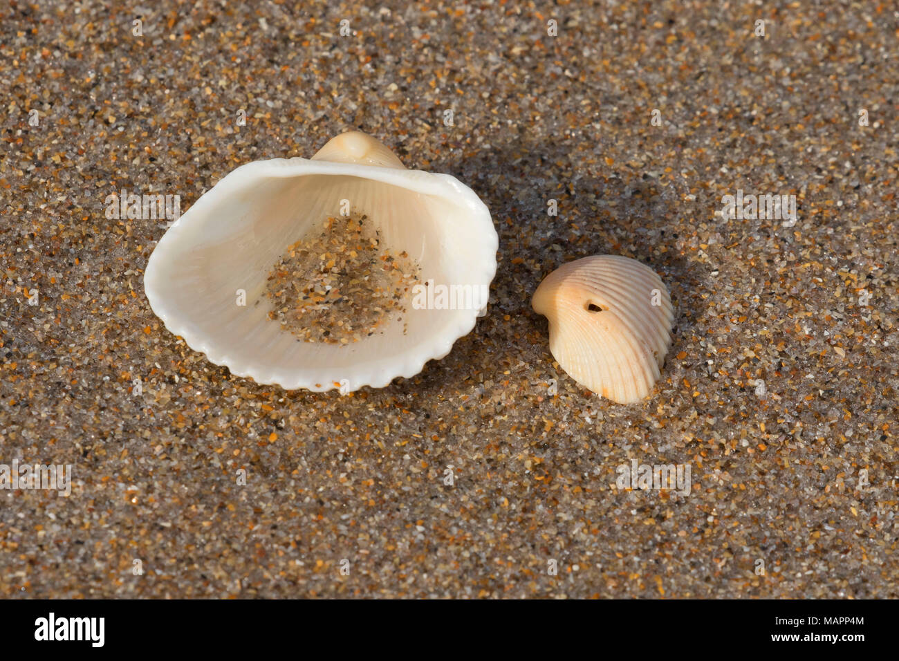 Shell on beach, Canaveral National Seashore, Florida Stock Photo - Alamy