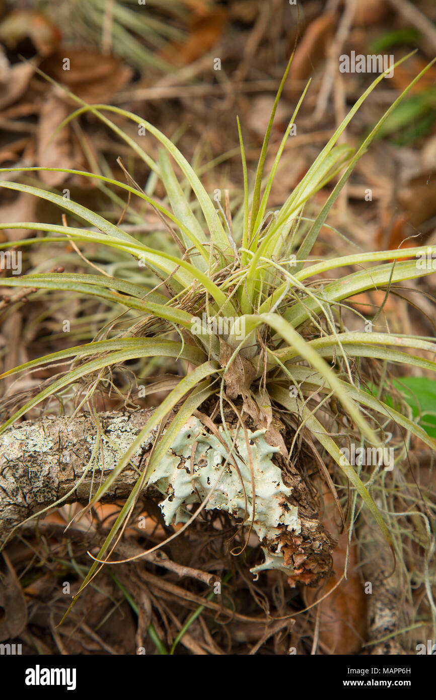 Epiphyte, Enchanted Forest Sanctuary, Florida Stock Photo - Alamy