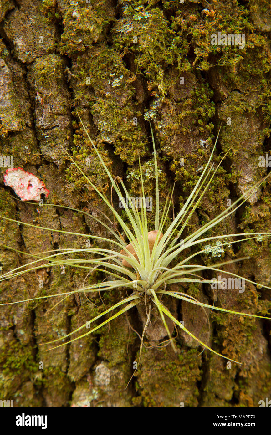 Enchanted forest sanctuary hi-res stock photography and images - Alamy