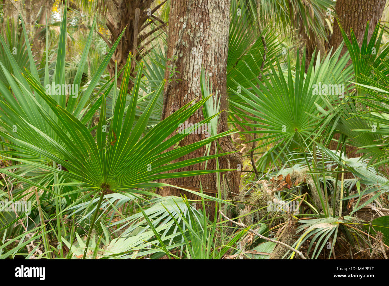 Woods along Biodiversity Loop, Enchanted Forest Sanctuary, Florida ...
