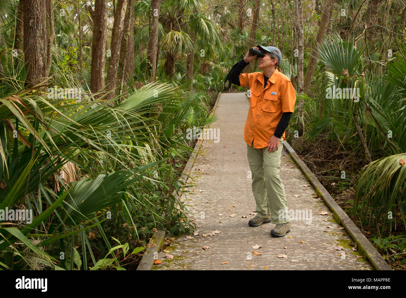 Biodiversity Loop boardwalk, Enchanted Forest Sanctuary, Florida Stock ...