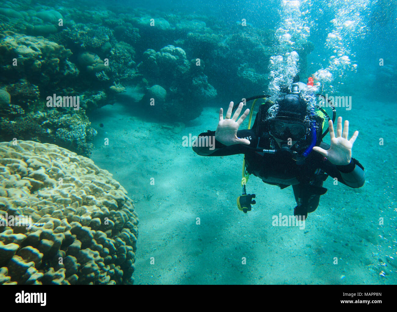Scuba diver is floating over coral reef in the Red Sea Stock Photo - Alamy
