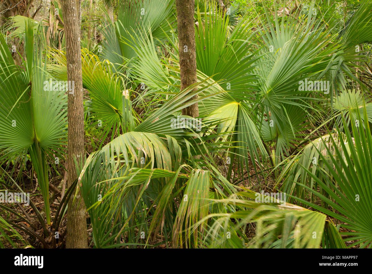 Enchanted woods hi-res stock photography and images - Alamy