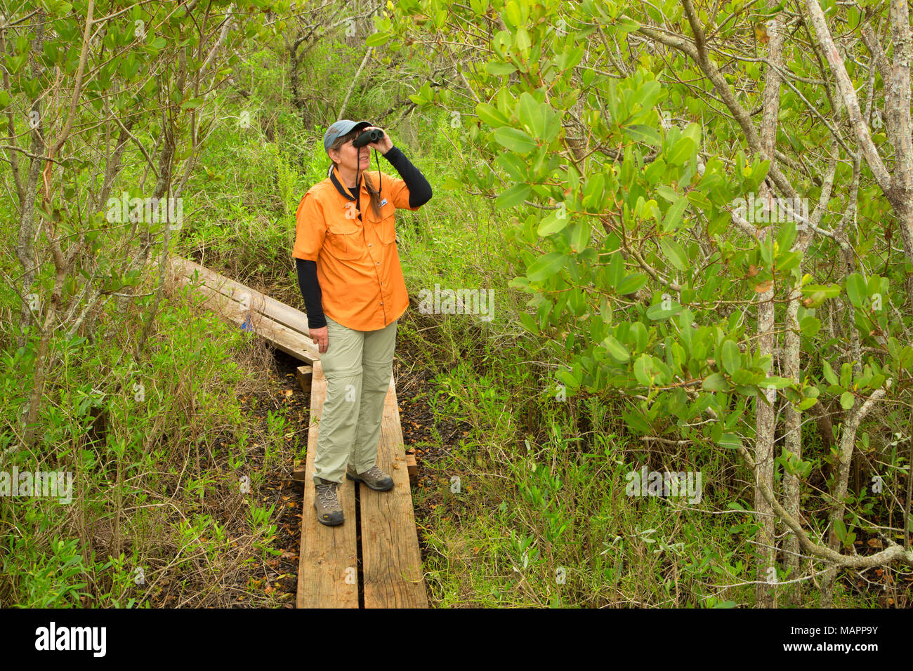 Boardwalk through mangrove forest, Pine Island Conservation Area ...