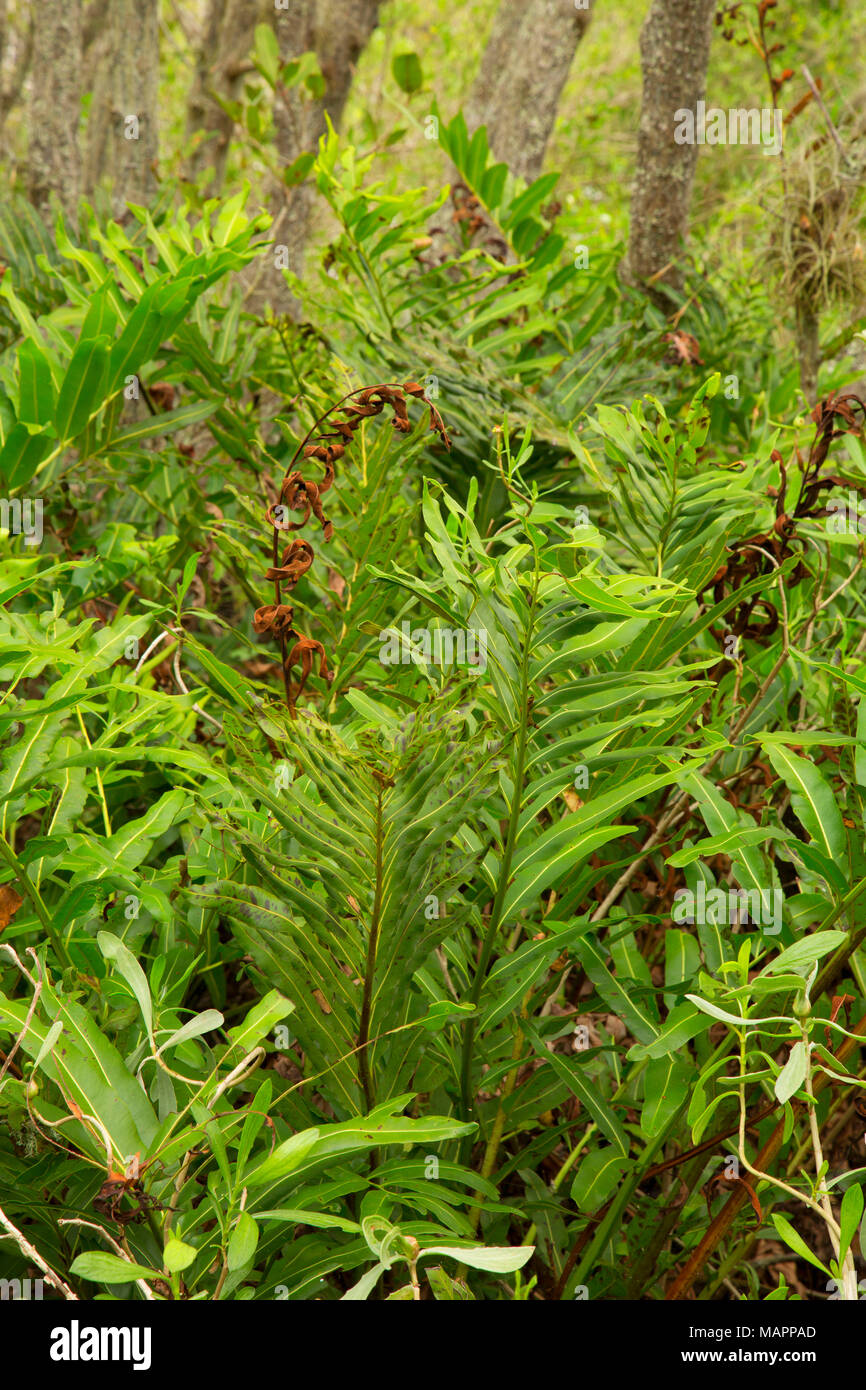 Ferns along boardwalk, Pine Island Conservation Area, Florida Stock ...