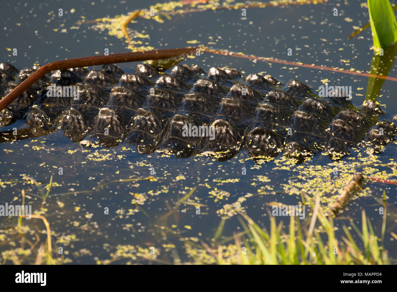 American alligator (Alligator mississippiensis), Ritch Grissom Memorial ...