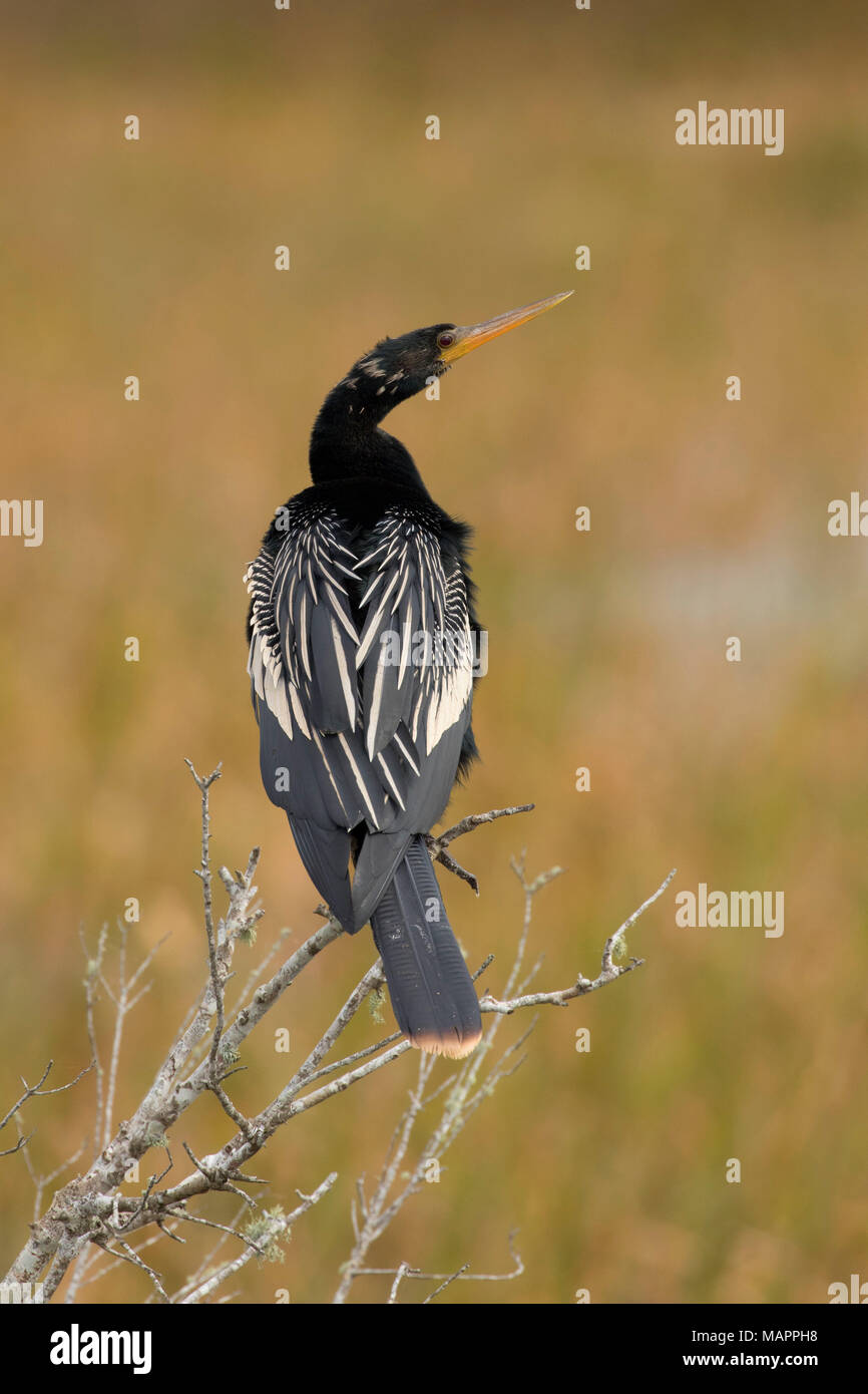Florida marsh bird hi-res stock photography and images - Alamy