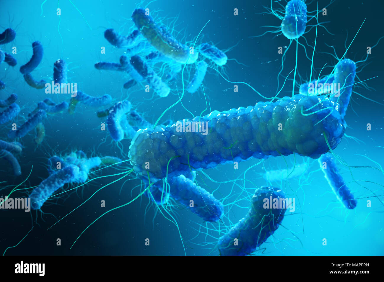 Enterobacterias Gram negativas Proteobacteria, bacteria such as ...