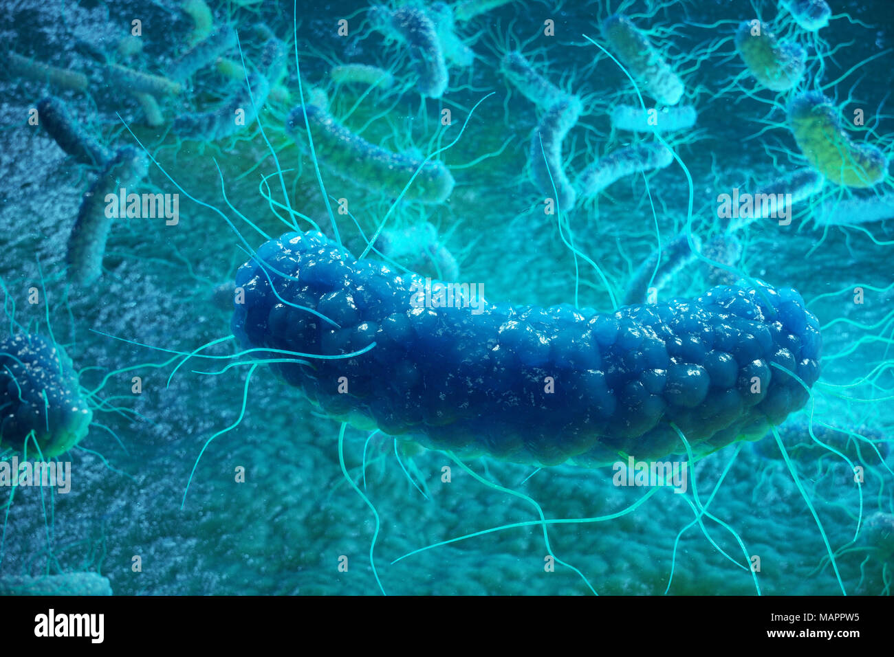 3D rendering Enterobacterias. Gram negativas Proteobacteria, bacteria ...