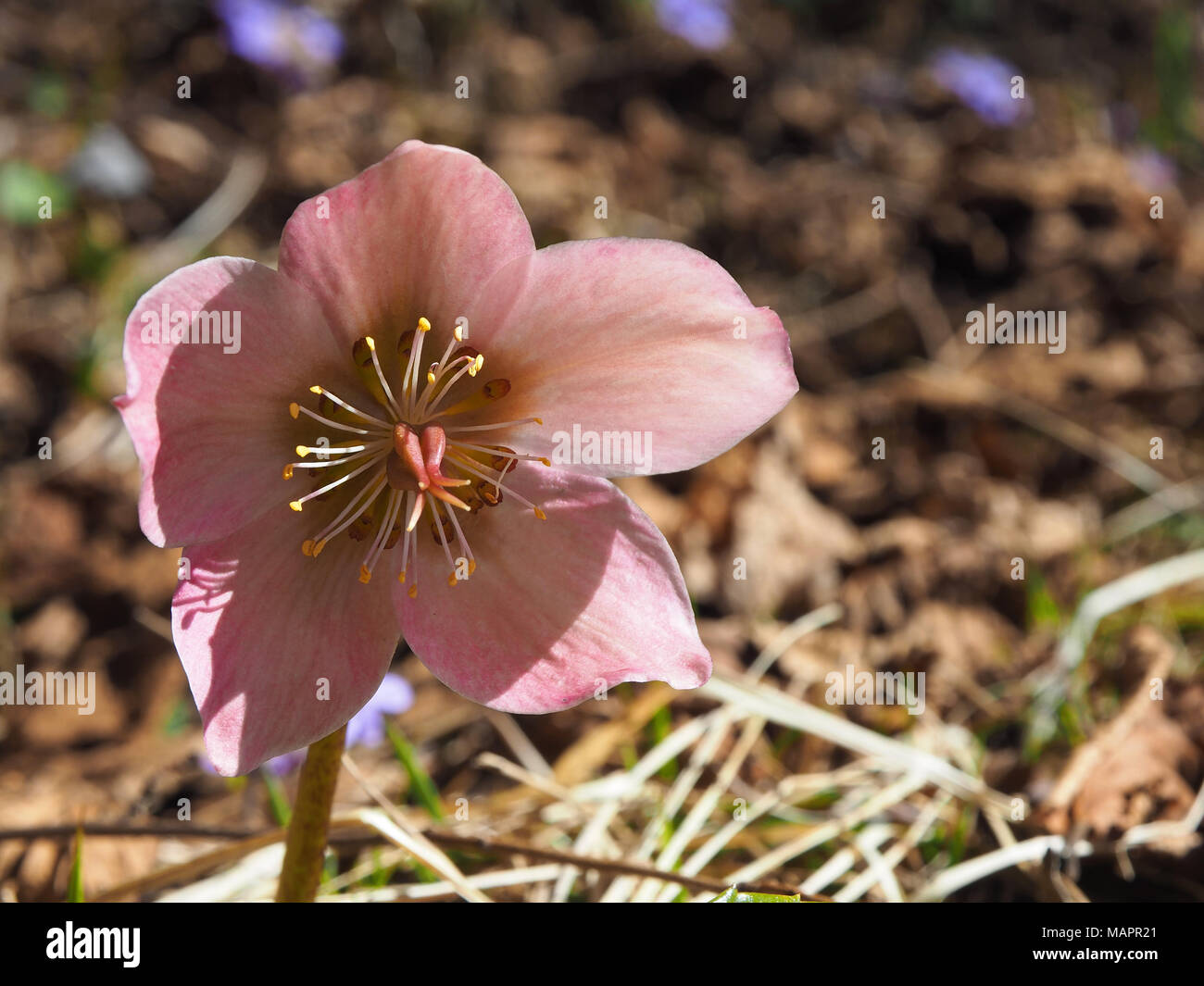 Single petal hellebore hi-res stock photography and images - Alamy