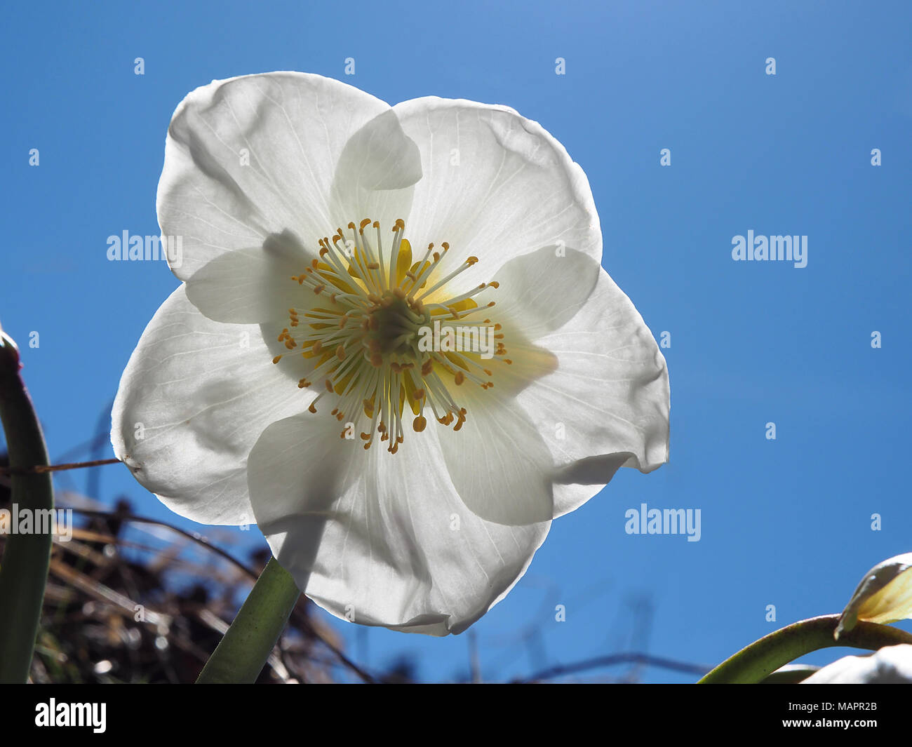 Single petal hellebore hi-res stock photography and images - Alamy