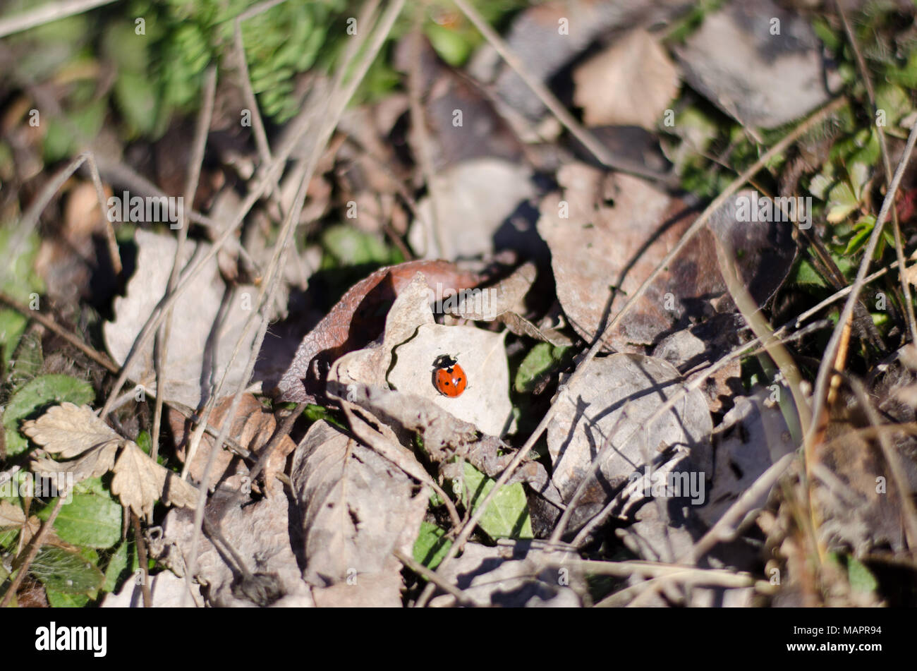 Dead ladybug hi-res stock photography and images - Alamy